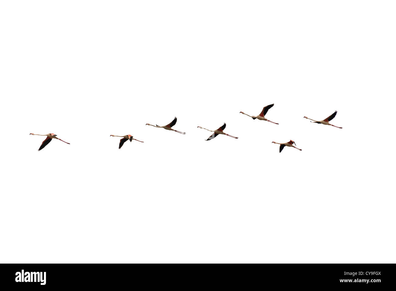 isolated flying flamingo flight on white Stock Photo - Alamy