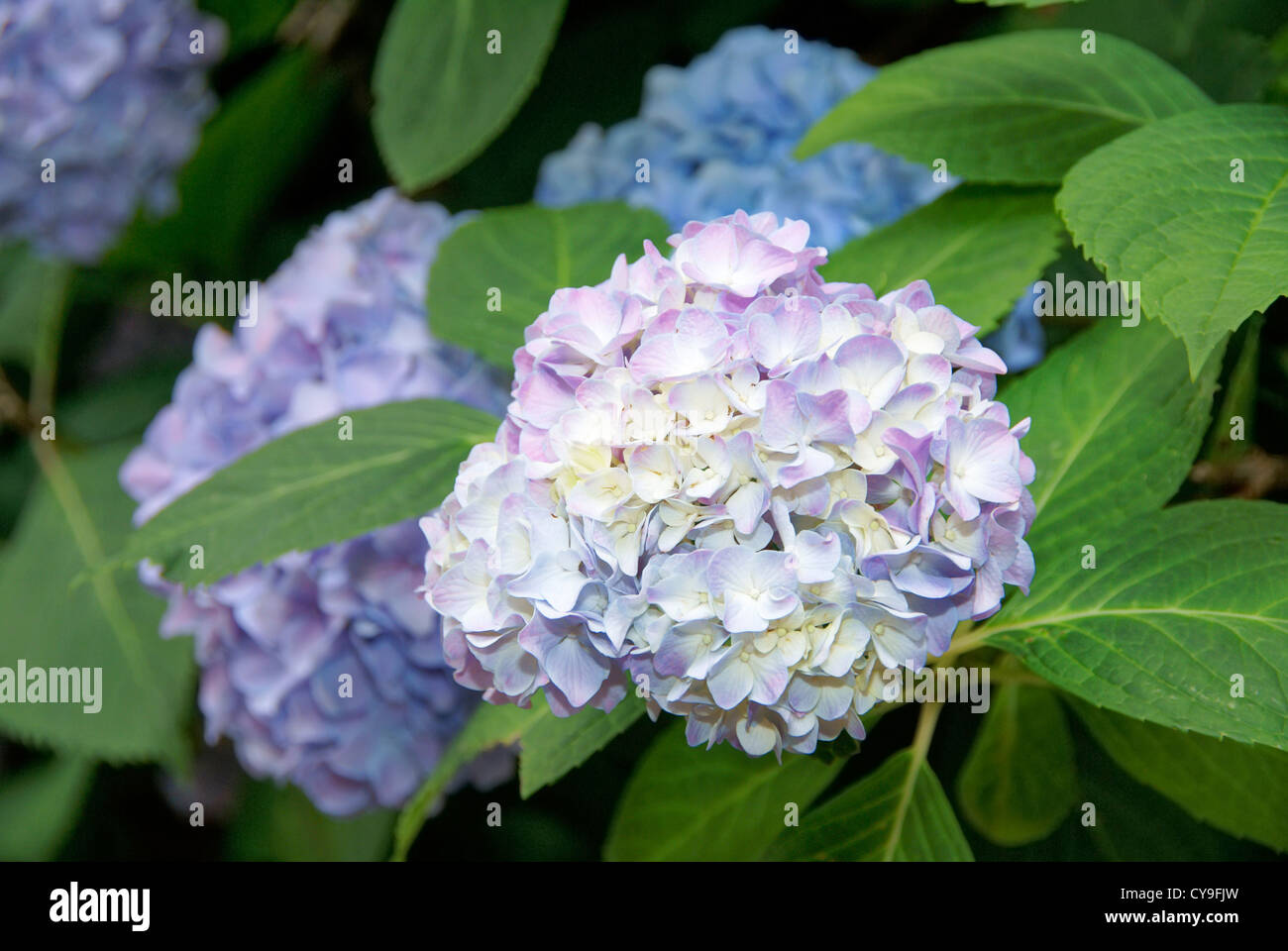Hydrangea (Hortensia) flower, blue Stock Photo - Alamy