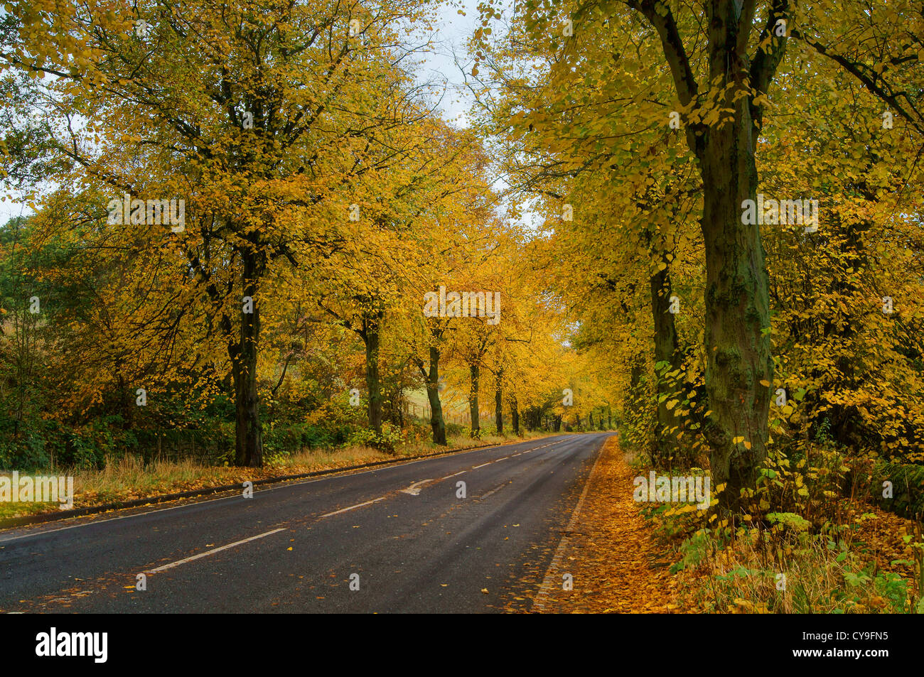 A57 Road & Woodland in Autumn,Rivelin Valley,Sheffield,South Yorkshire ...