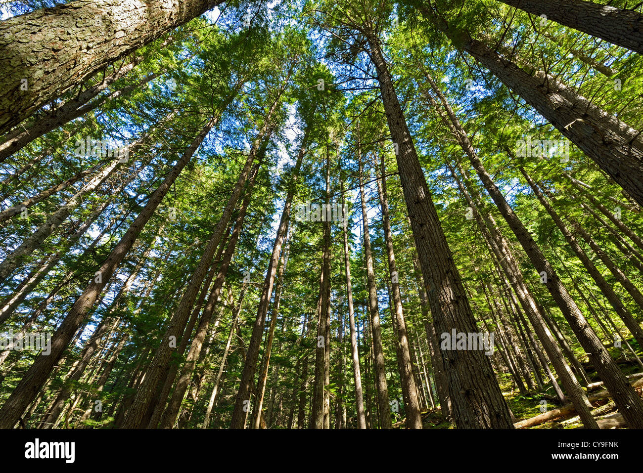 Tall canopy trees hi-res stock photography and images - Alamy