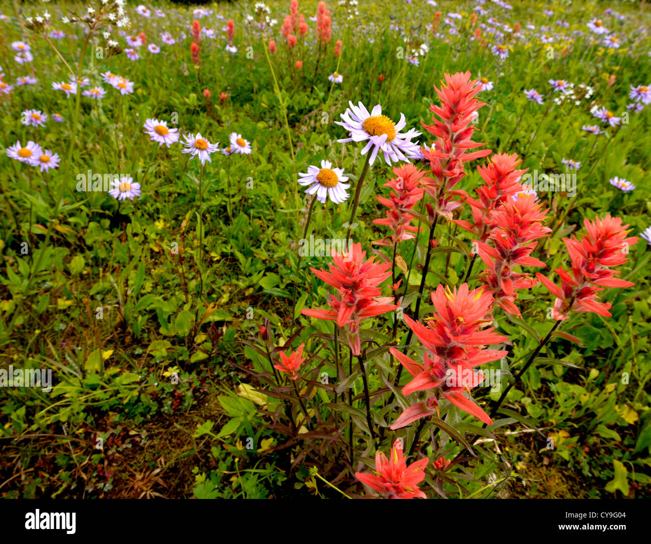 Canadian wildflowers hi-res stock photography and images - Alamy