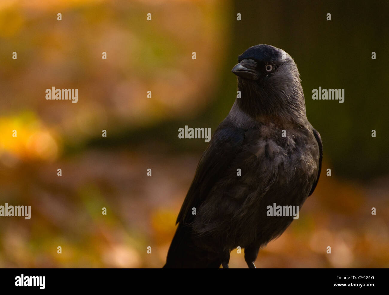 Ordinary bird hi-res stock photography and images - Alamy