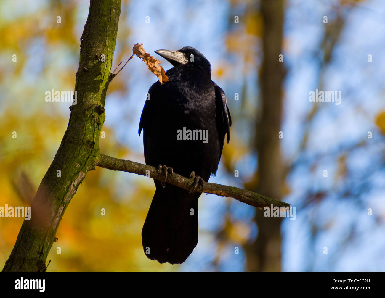 Rook autumn hi-res stock photography and images - Alamy