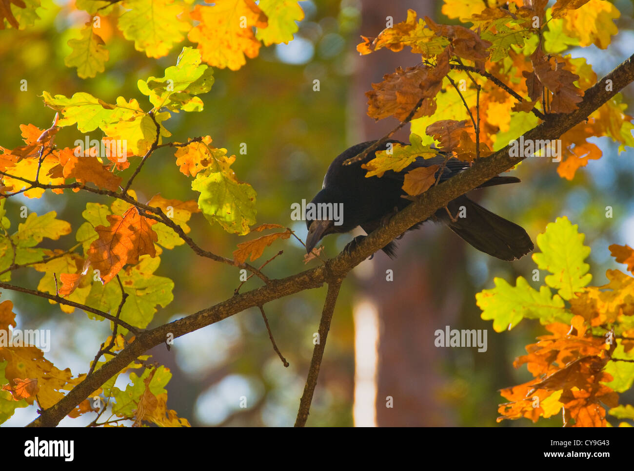 Rook autumn hi-res stock photography and images - Alamy