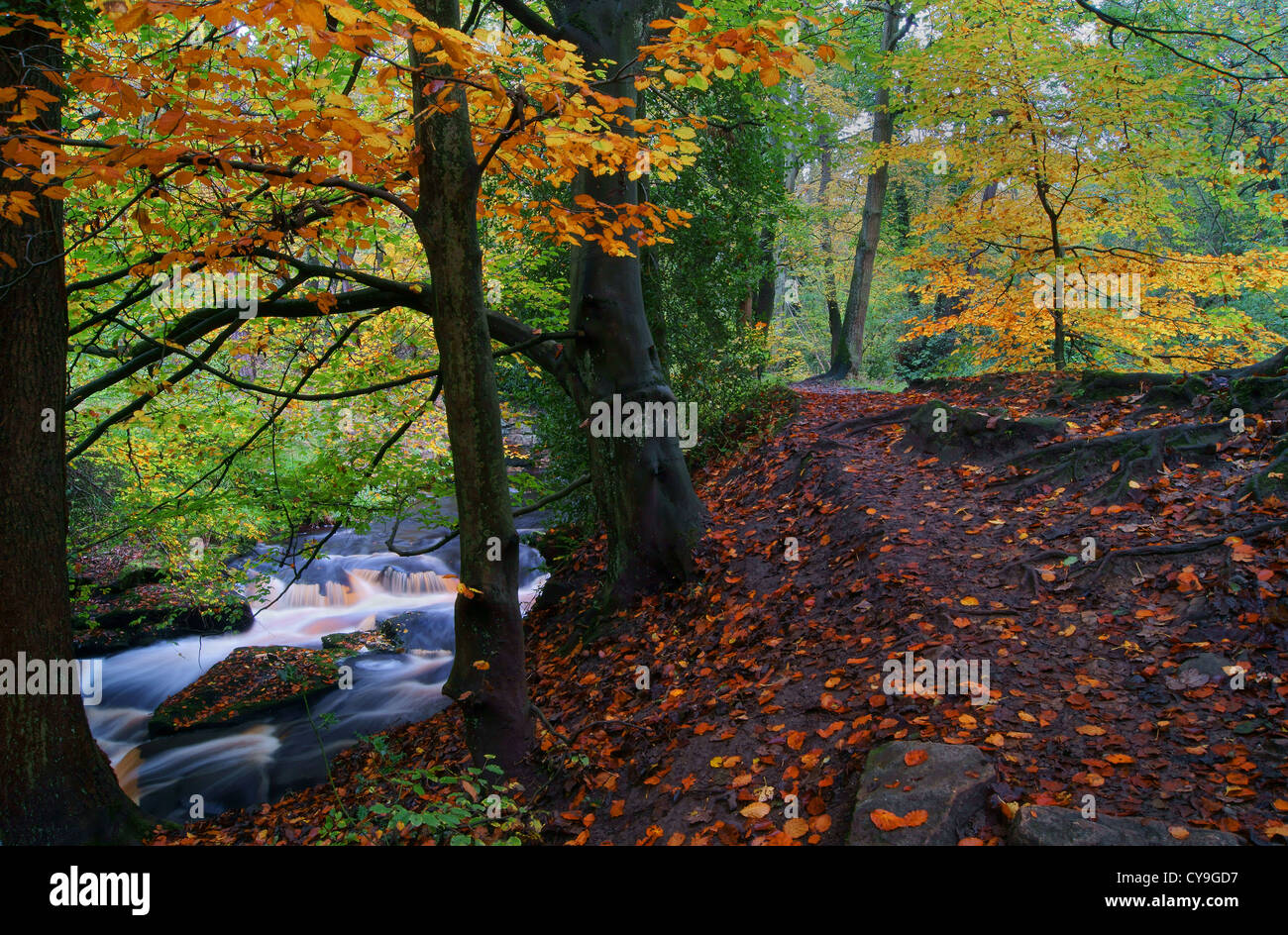 UK,South Yorkshire,Sheffield,River Rivelin & Woodland Stock Photo - Alamy