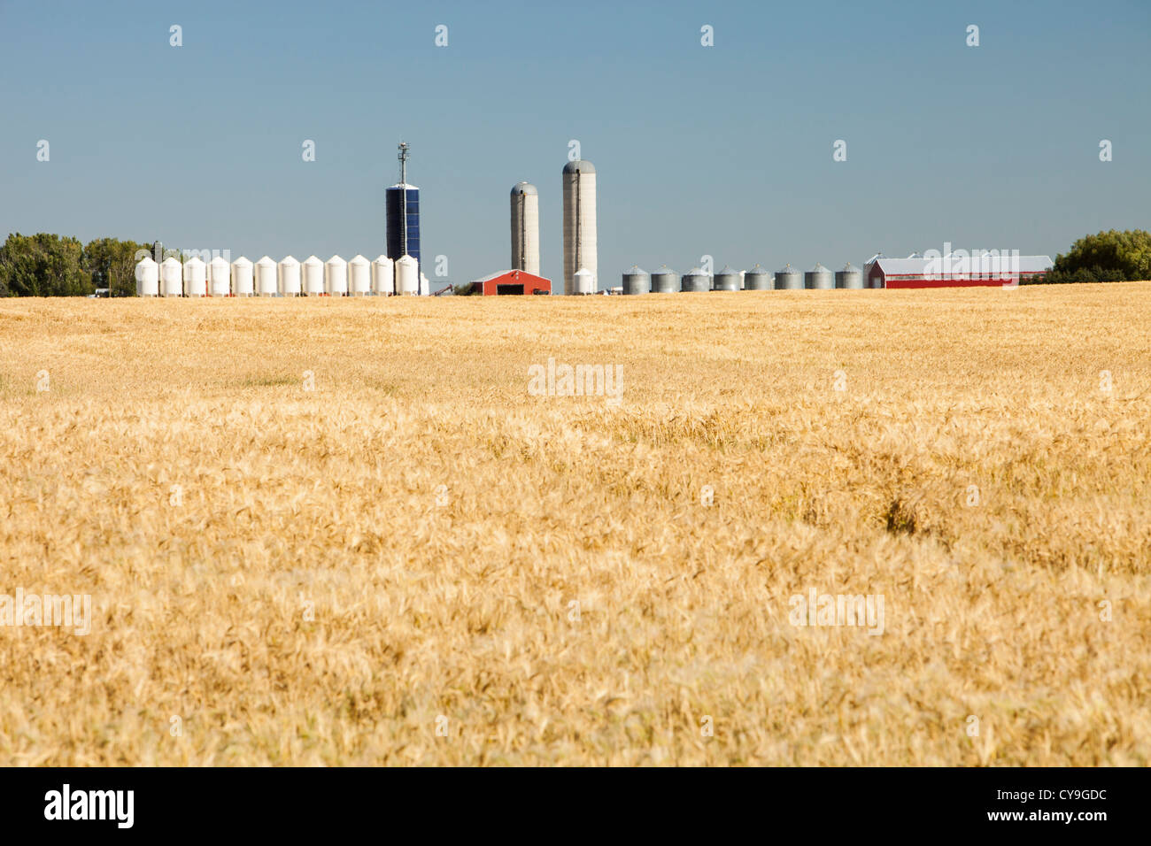 A field of Wheat in Alberta, Canada, with grain silos Stock Photo - Alamy