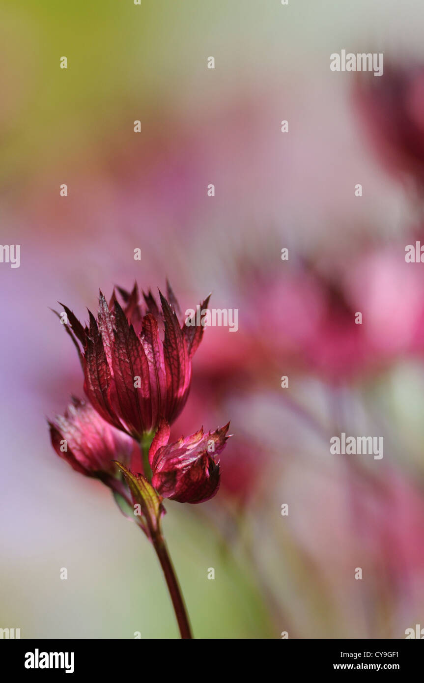 Astrantia carniolica 'Rubra', Dwarf red masterwort. Side view of the ...