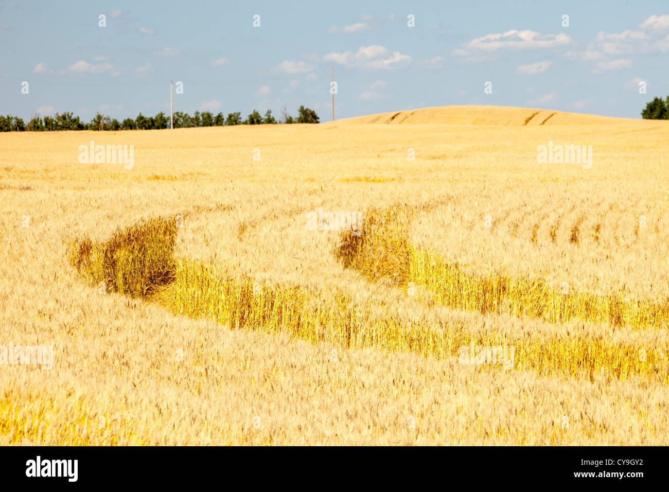 Alberta wheat hi-res stock photography and images - Alamy