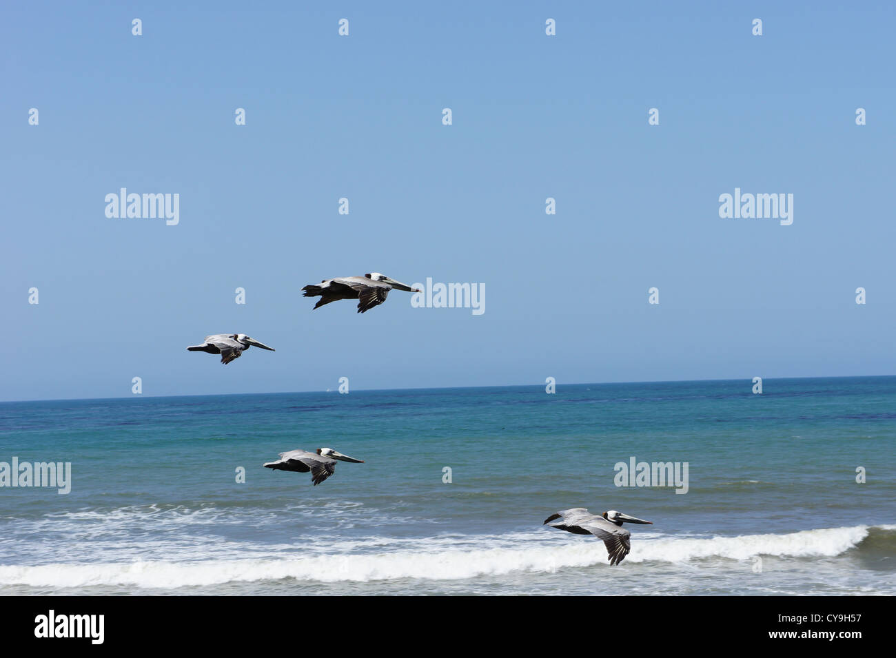 Pelicans flying v formation hi-res stock photography and images - Alamy