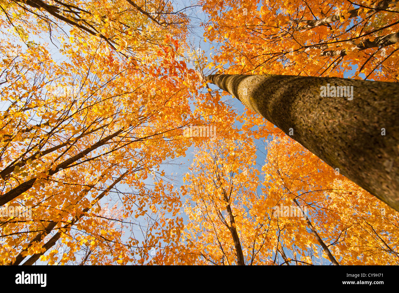 Looking up the trunk of a maple tree in full fall coloration Stock ...