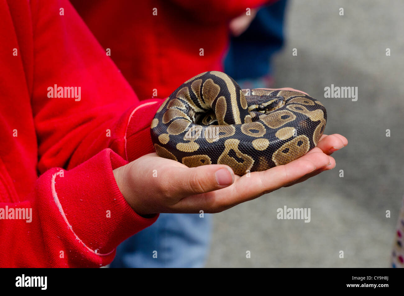 Child holding snake hi-res stock photography and images - Alamy