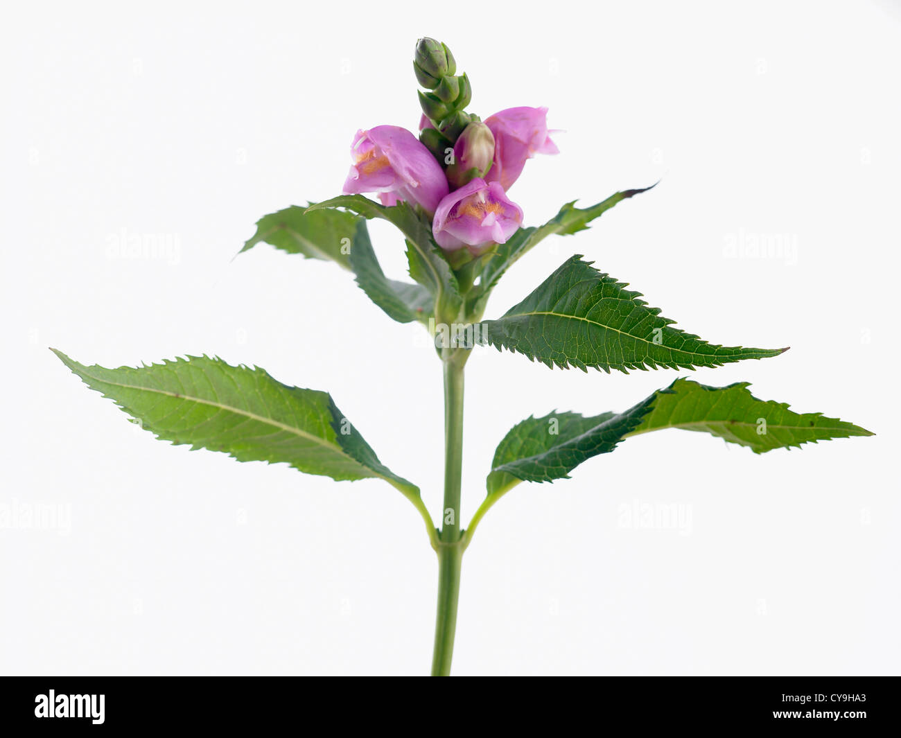 Chelone obliqua, Twisted shell flower. Purple flowers on a single leafy ...