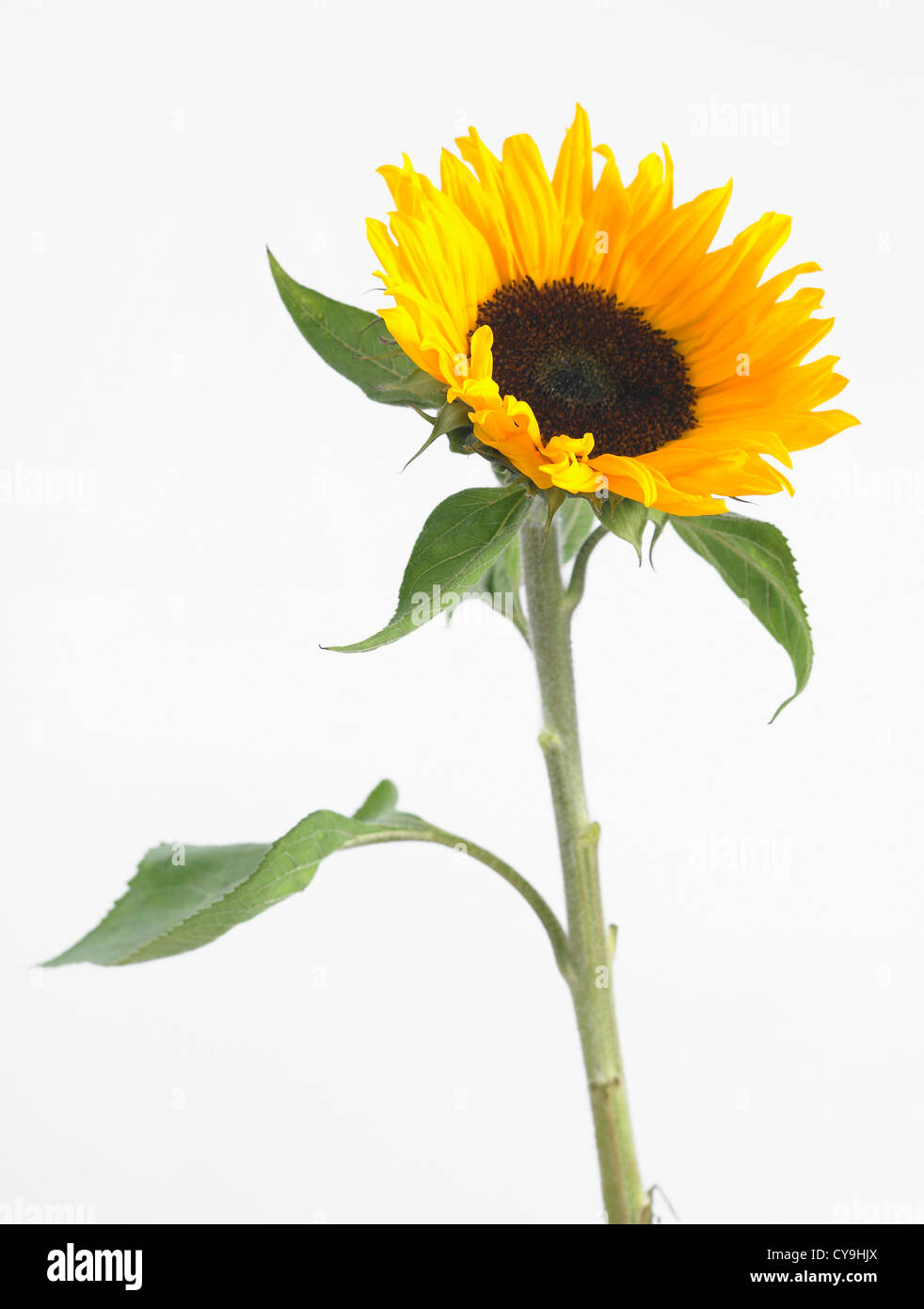 Single flowering sunflower, Helianthus annuus 'Sunrich Orange', against ...