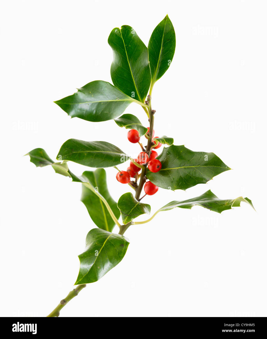 Holly branch hi-res stock photography and images - Alamy