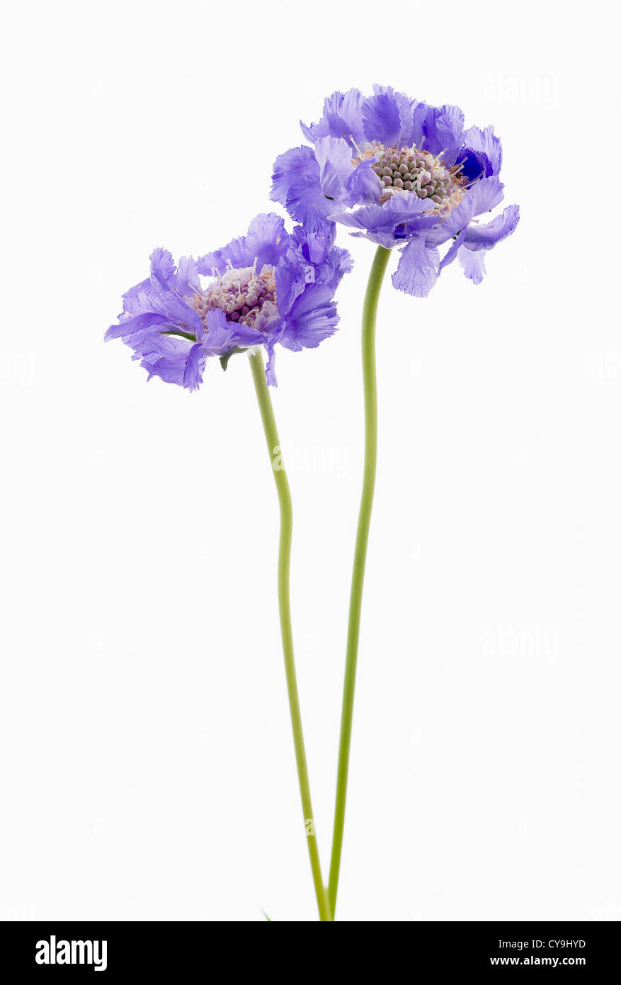 Scabiosa caucasica 'Staefa', Two blue Scabious flowers against a white ...