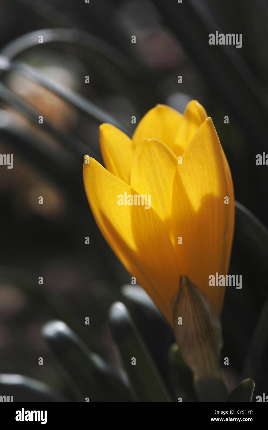 Yellow autumn crocus flower, macro photography Stock Photo - Alamy