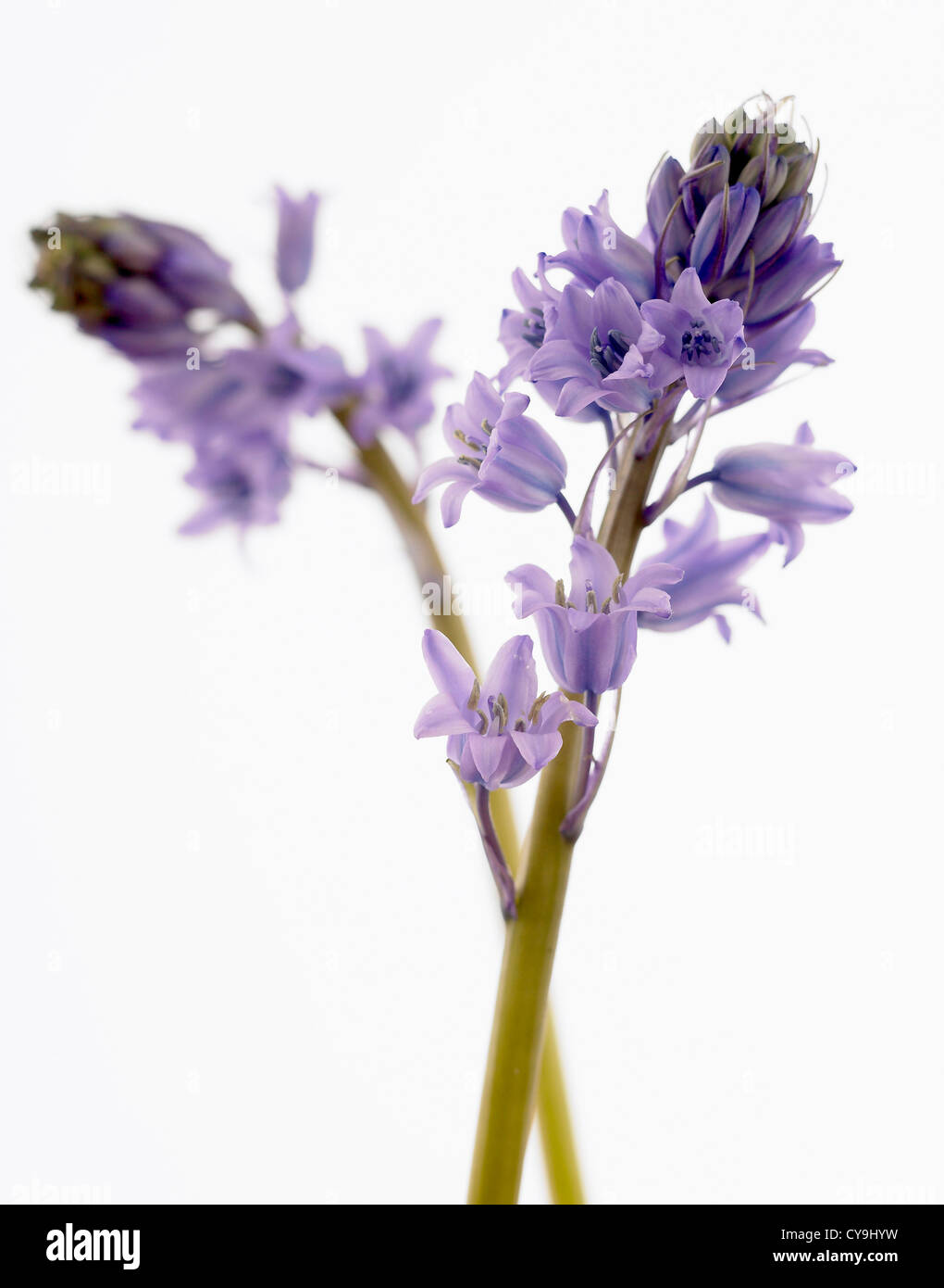 Purple Scilla flowers on stems against a white background Stock Photo ...