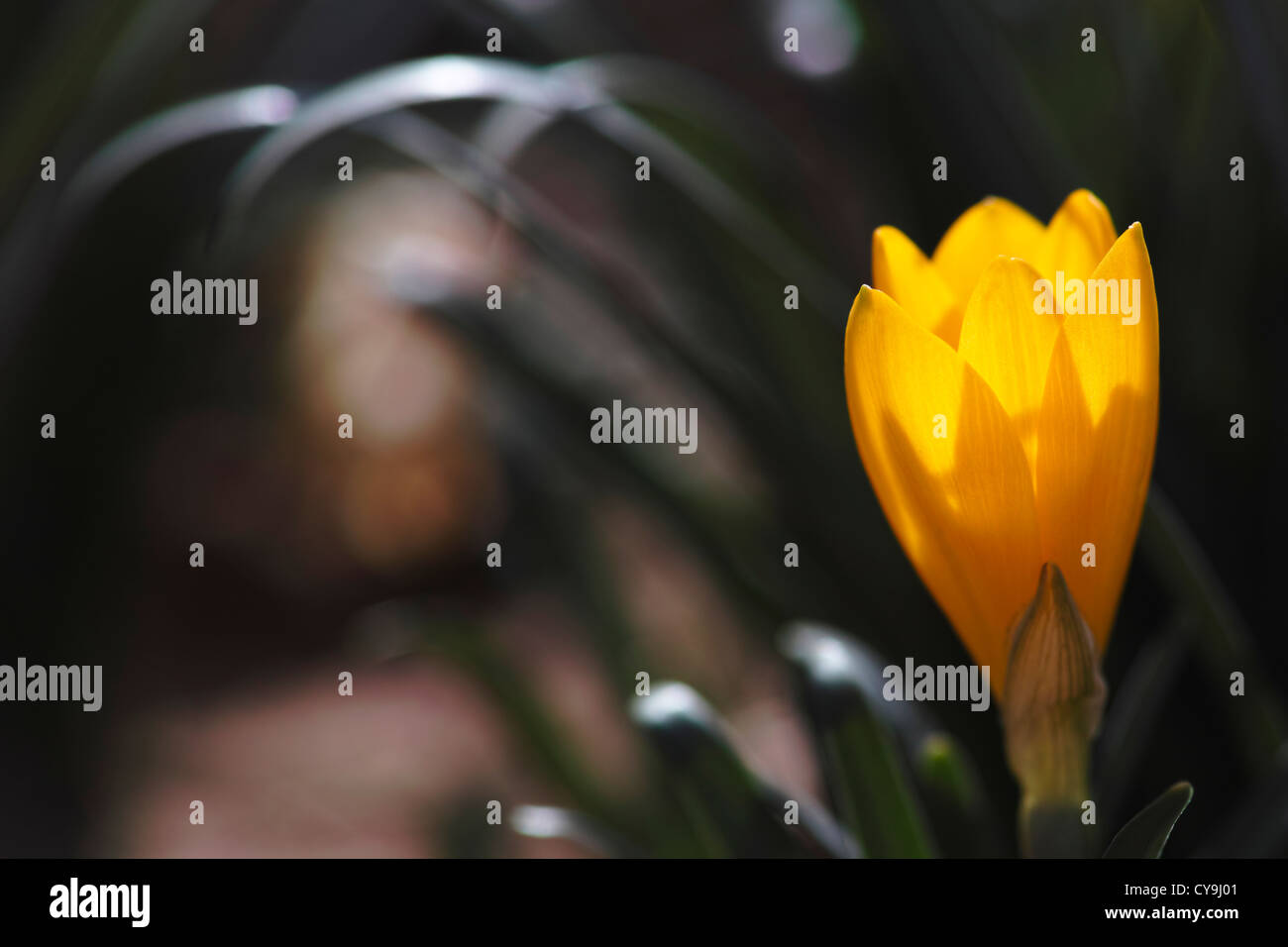 Yellow autumn crocus hi-res stock photography and images - Alamy