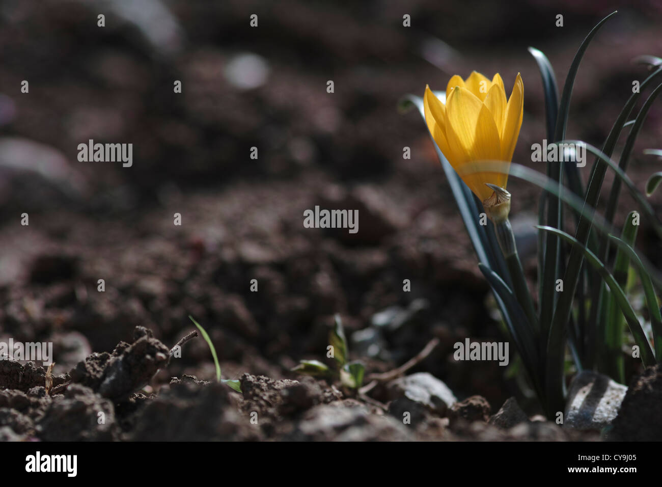 Yellow autumn crocus flower, macro photography Stock Photo - Alamy