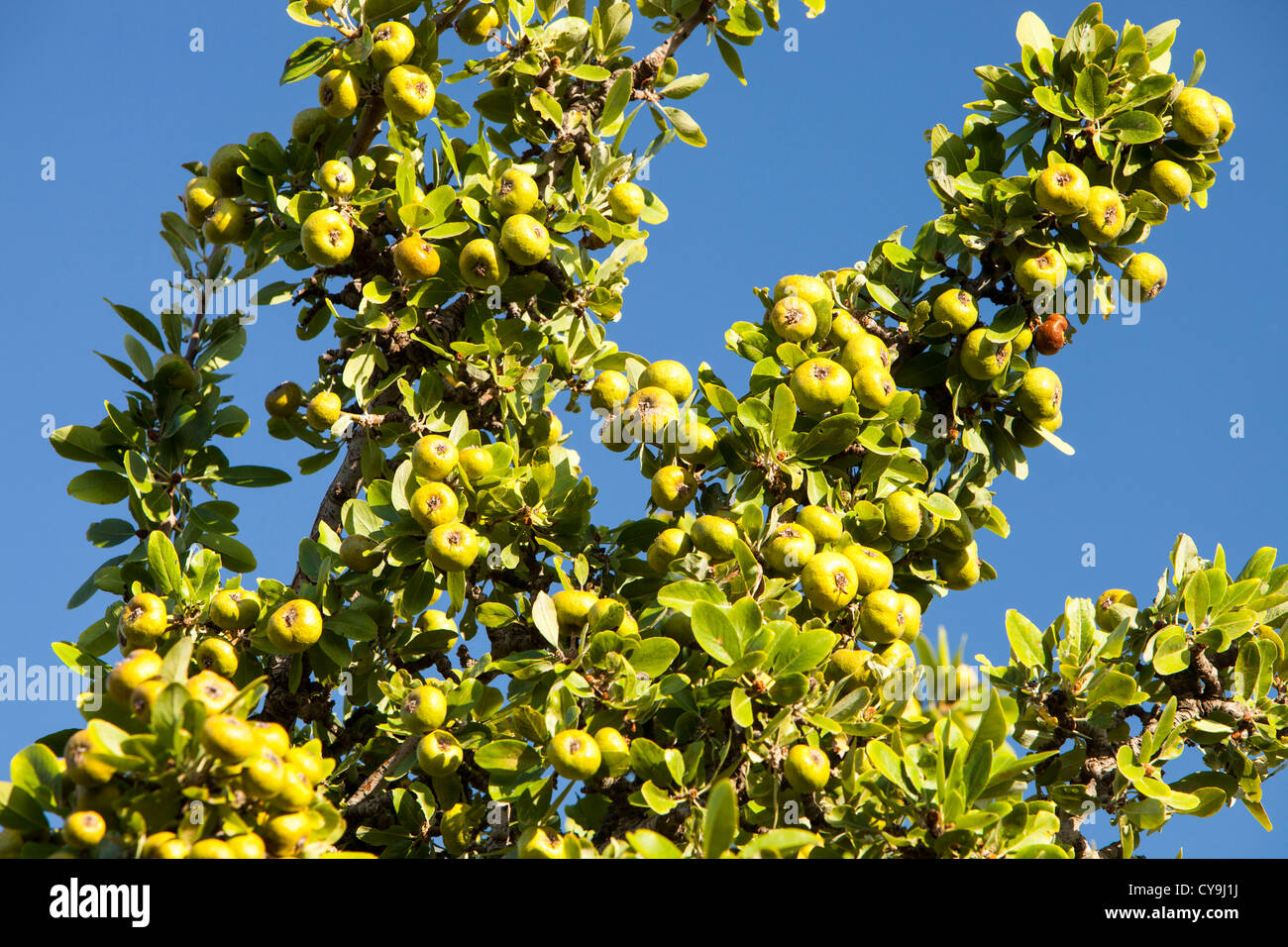 Fruit tree greece hi-res stock photography and images - Alamy