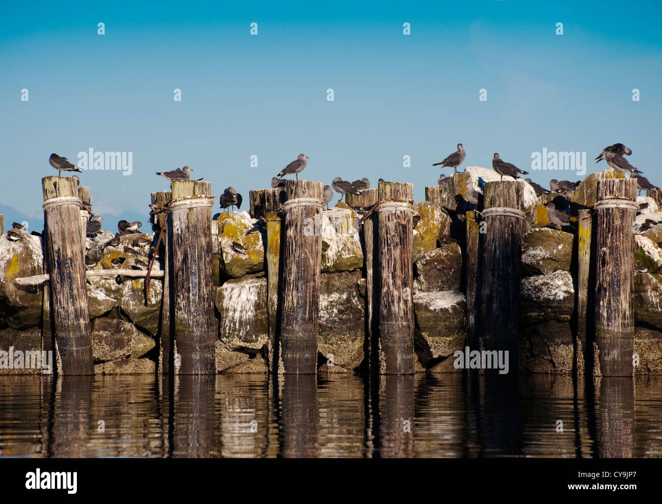 Seagulls sit atop pilings in the Port Townsend, Washington, marina ...