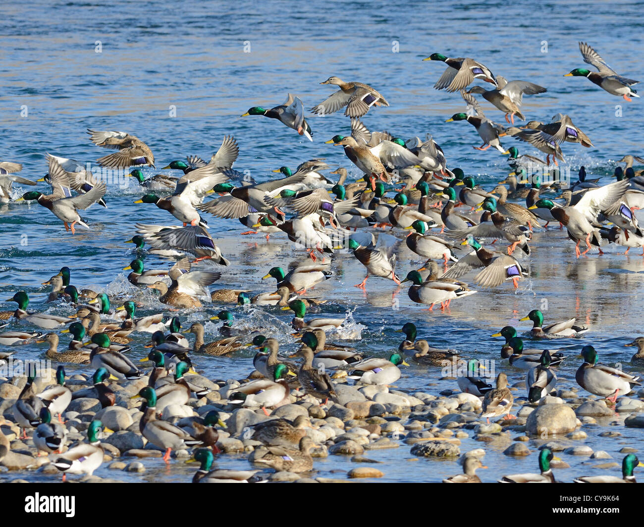 Mallard Ducks on the Bow River in Calgary Stock Photo - Alamy
