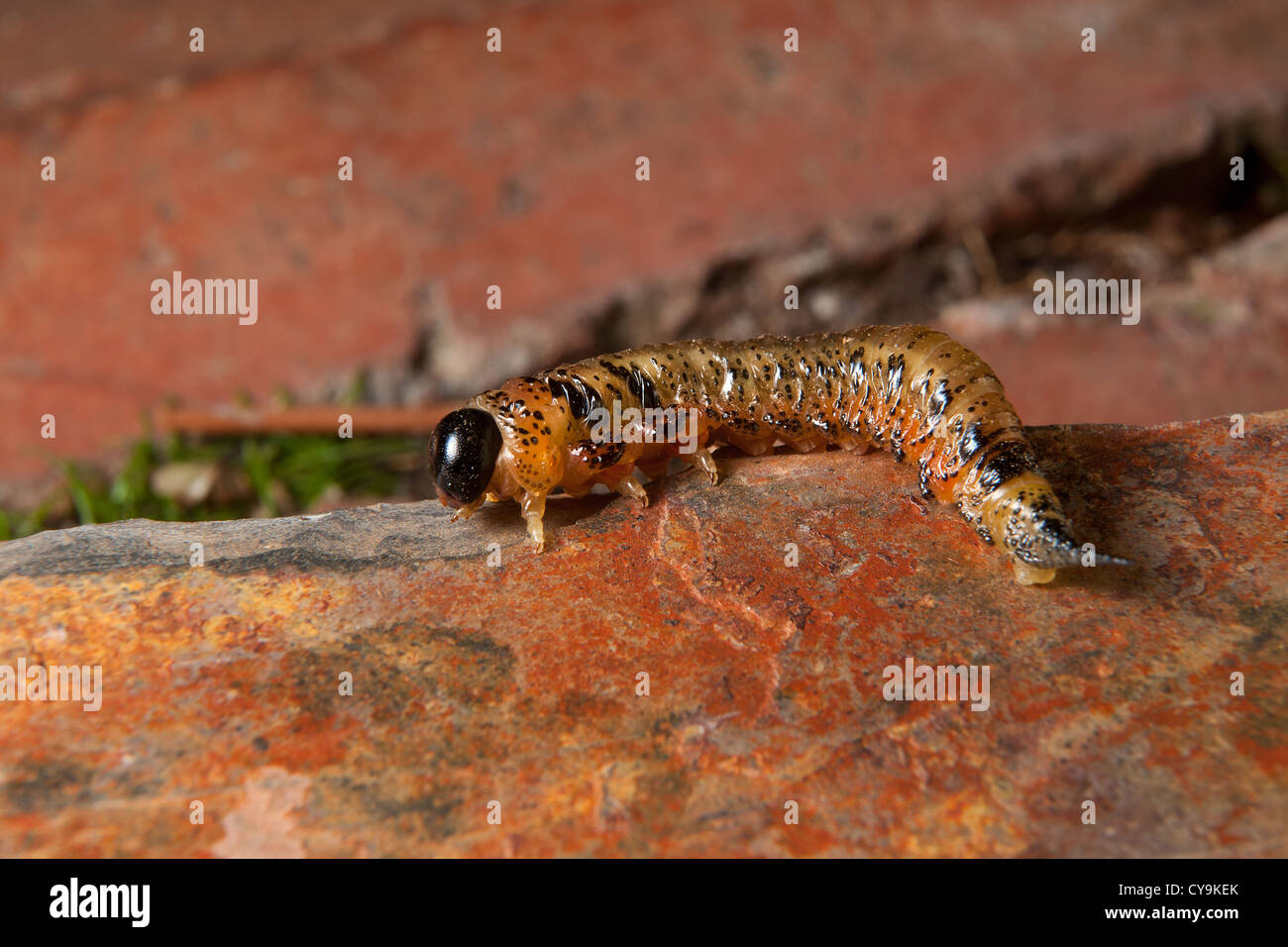 Australian wood eating larvae Stock Photo - Alamy