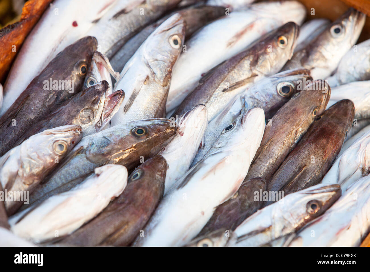 Sustainably caught fish on a traditional Greek fishing boat in Myrina ...