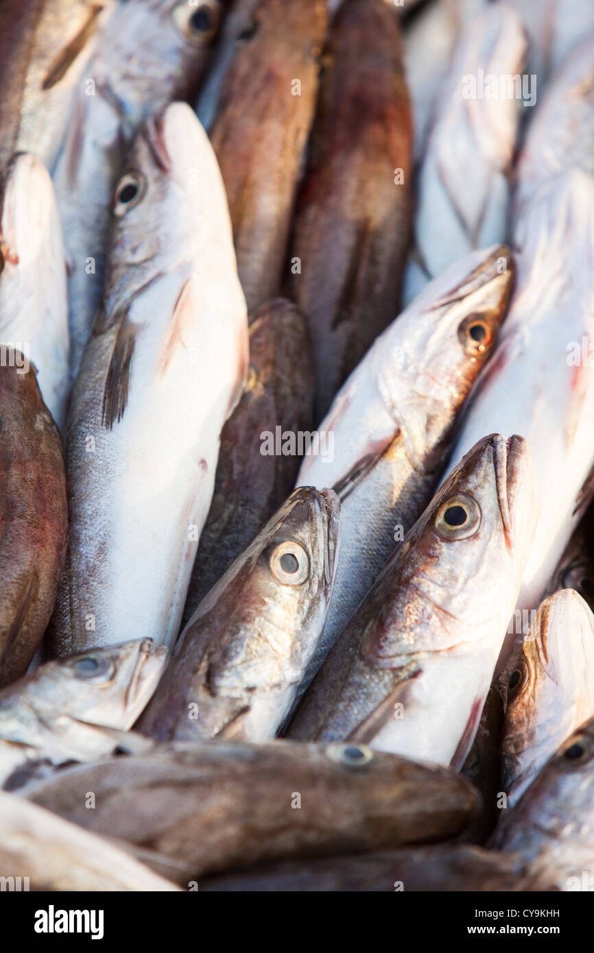 Sustainably caught fish on a traditional Greek fishing boat in Myrina ...