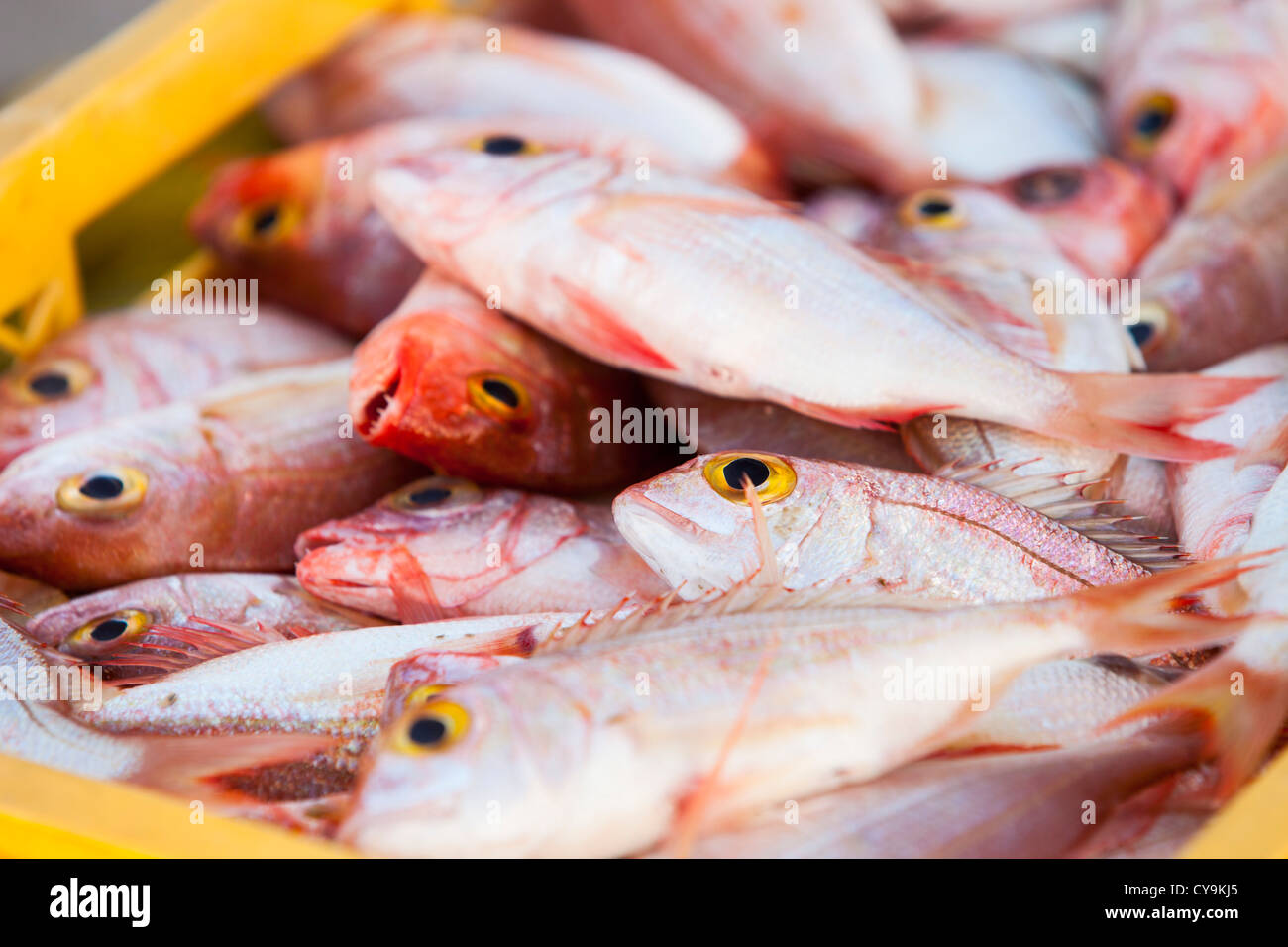 Sustainably caught fish on a traditional Greek fishing boat in Myrina ...