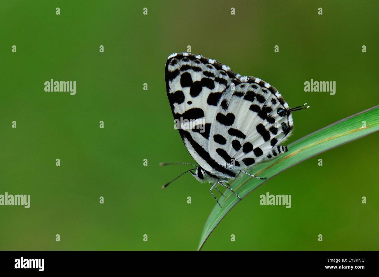 Common pierrot butterfly hi-res stock photography and images - Alamy