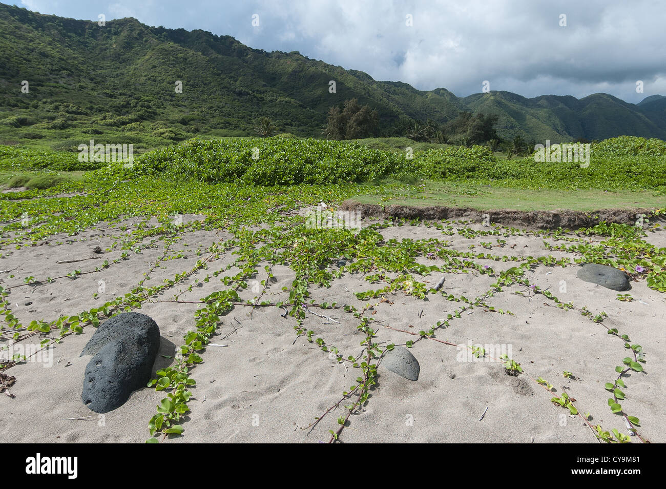 Halawa hi-res stock photography and images - Alamy