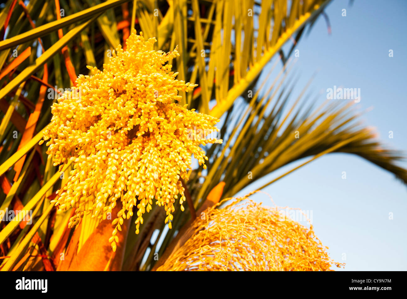 Flowering palm tree hi-res stock photography and images - Alamy