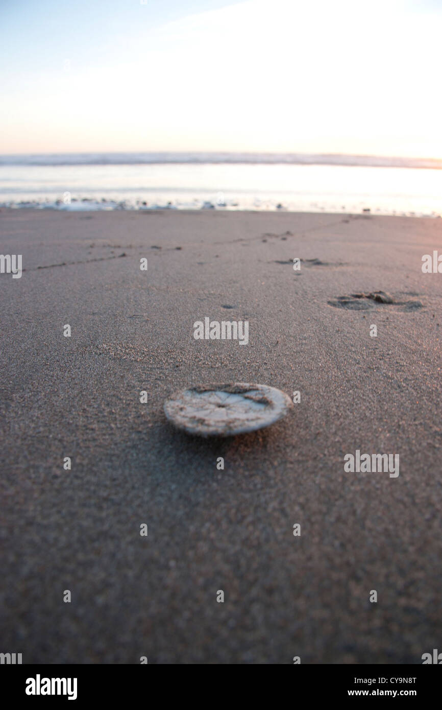 Sand dollar on a beach Stock Photo - Alamy