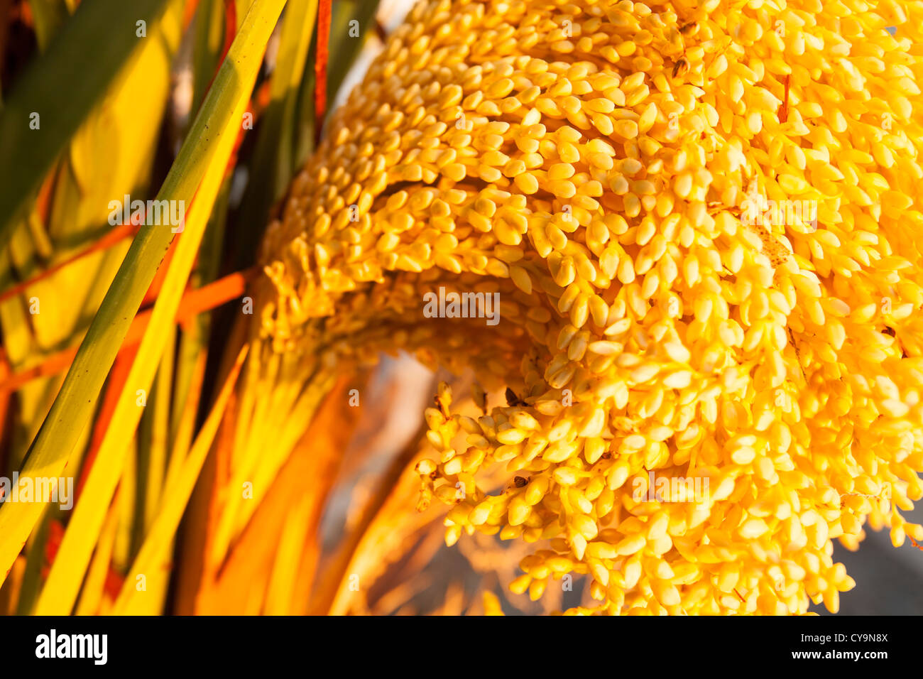 Palm tree flower hi-res stock photography and images - Alamy