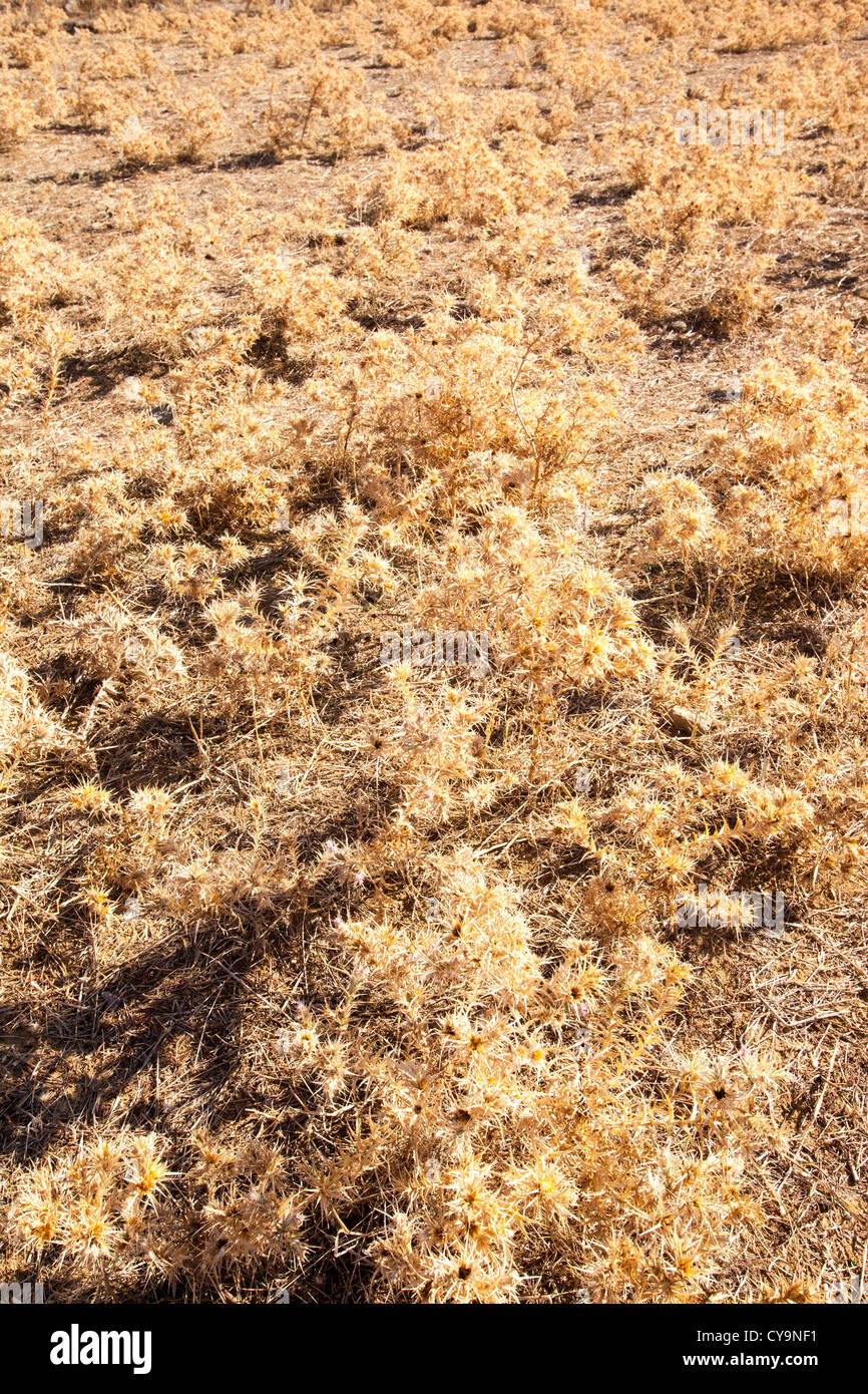 Dried up farmland on Lemnos Greece. climate change is causing Sahara ...