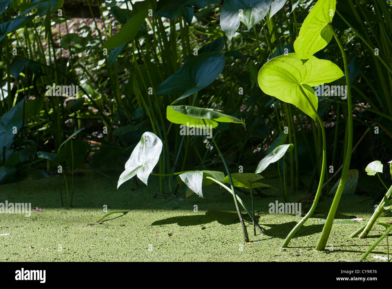 Fresh green leaves over water Stock Photo - Alamy