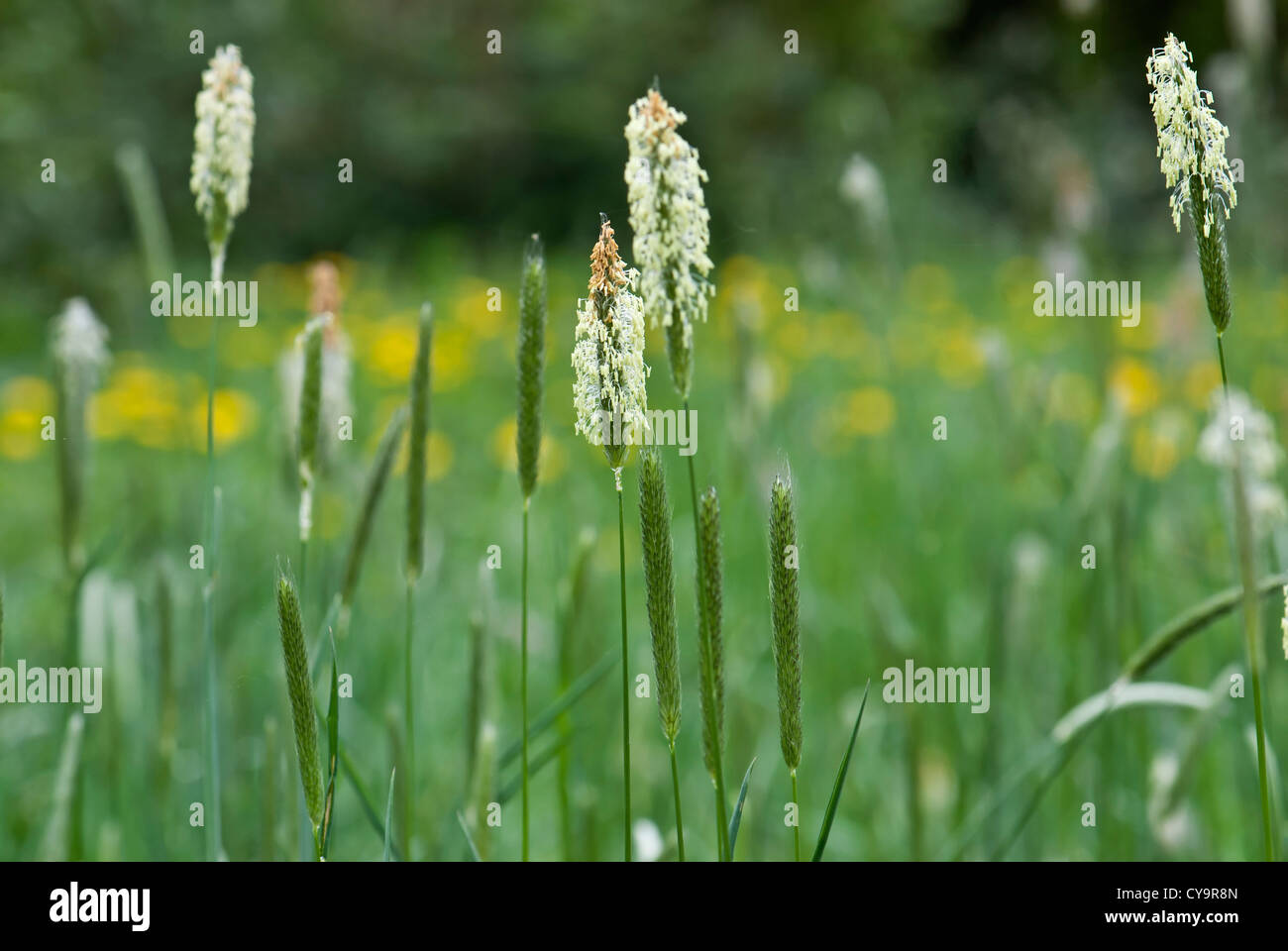Greenfield grass herb hi-res stock photography and images - Alamy