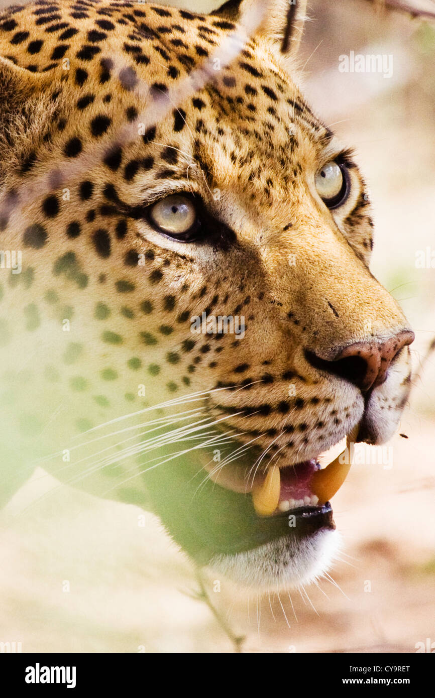 Male leopard in the Okonjima game reserve in Namibia, north of Windhoek ...