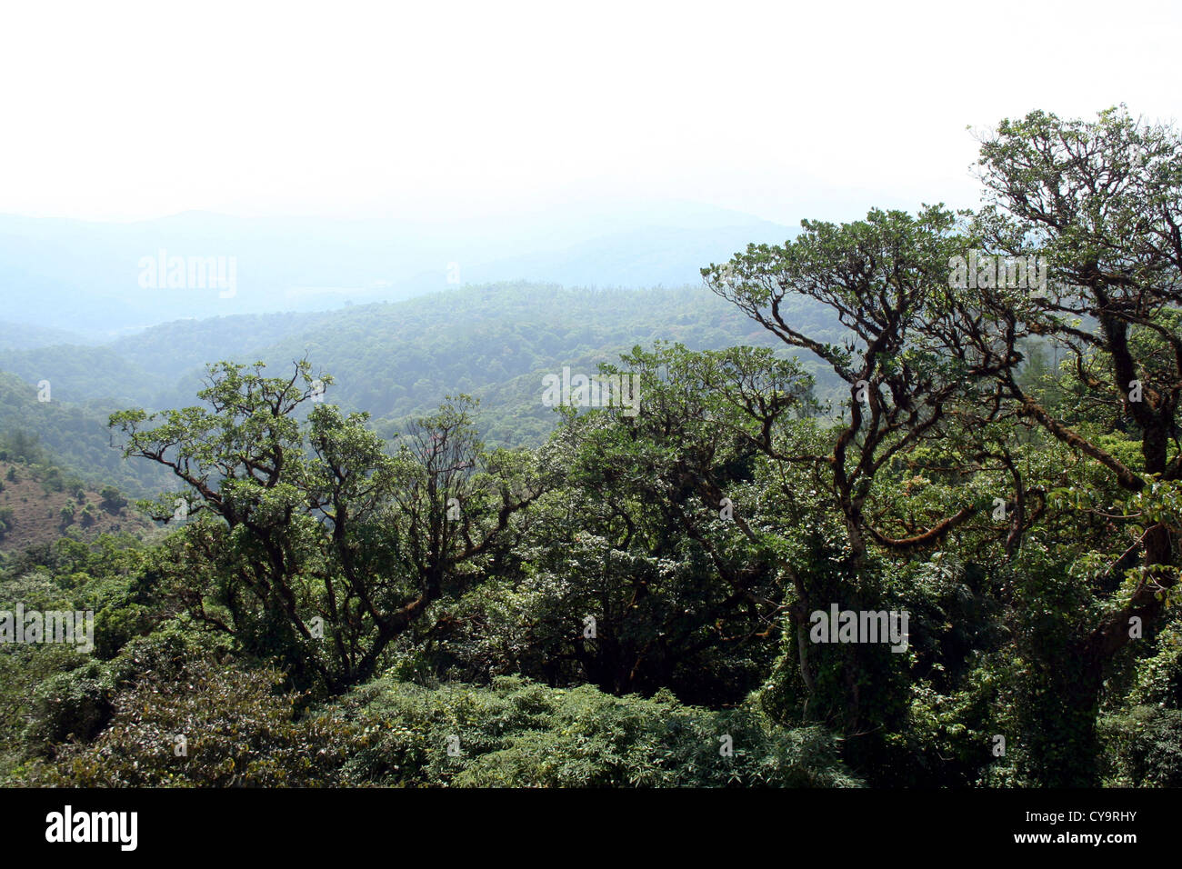 Forest covered with lofty, lush, green trees Stock Photo - Alamy