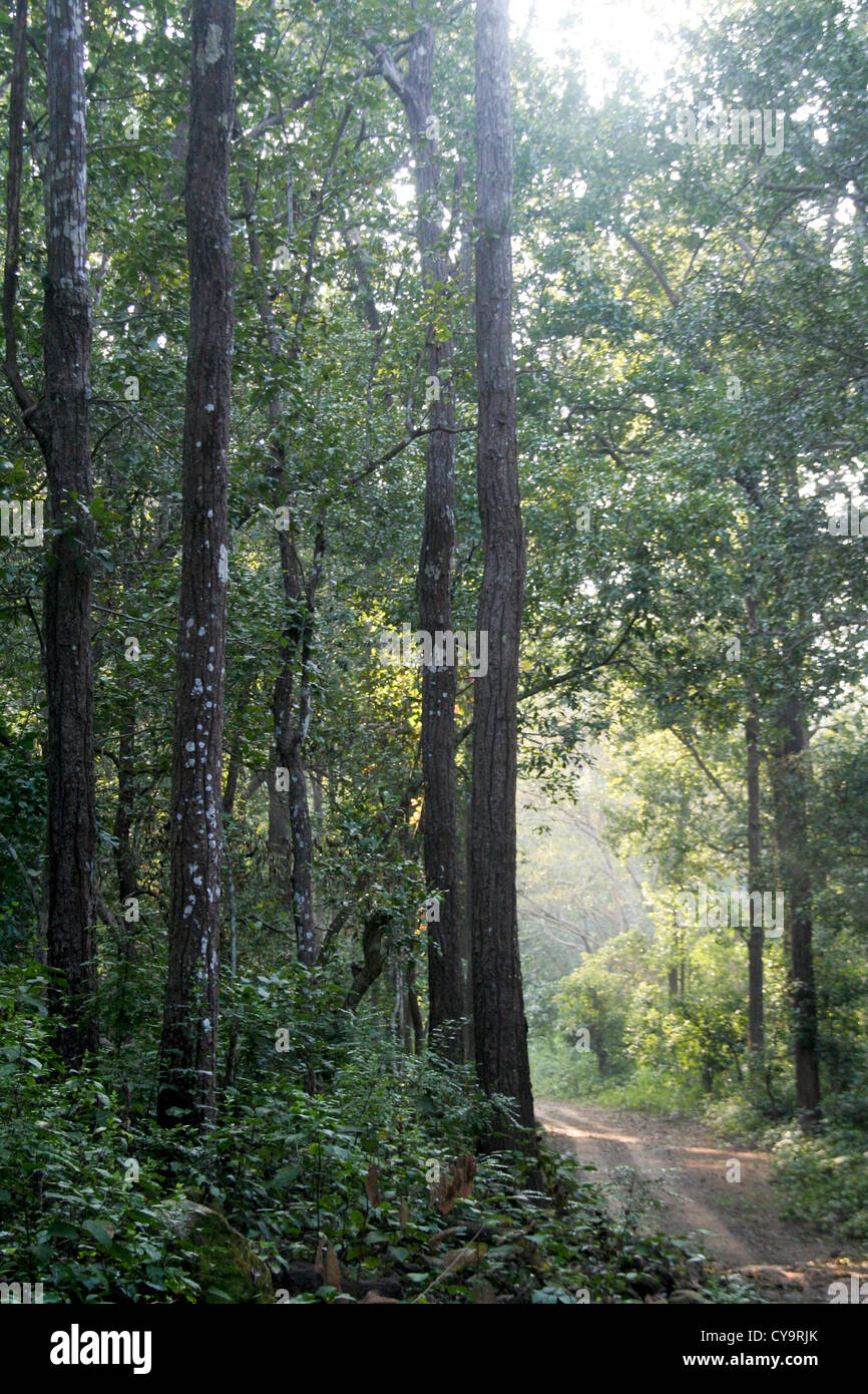 Vehicular path amid jungle with lofty trees Stock Photo - Alamy