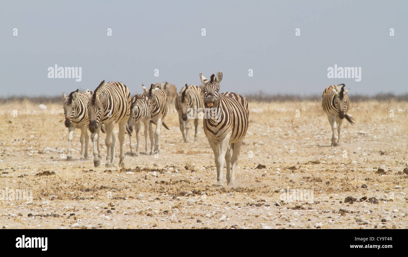 herd of zebra with one laughing Stock Photo - Alamy