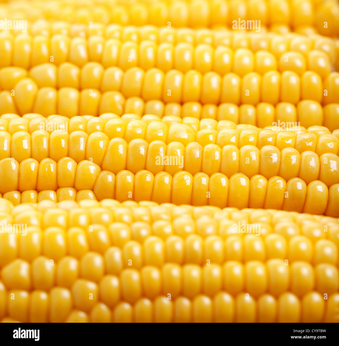 Photo of yellow corn background, abstract backgrounds, harvest season ...