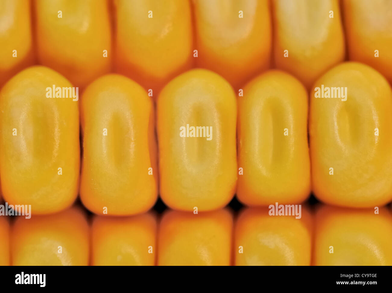 close up of the corn kernels Stock Photo - Alamy