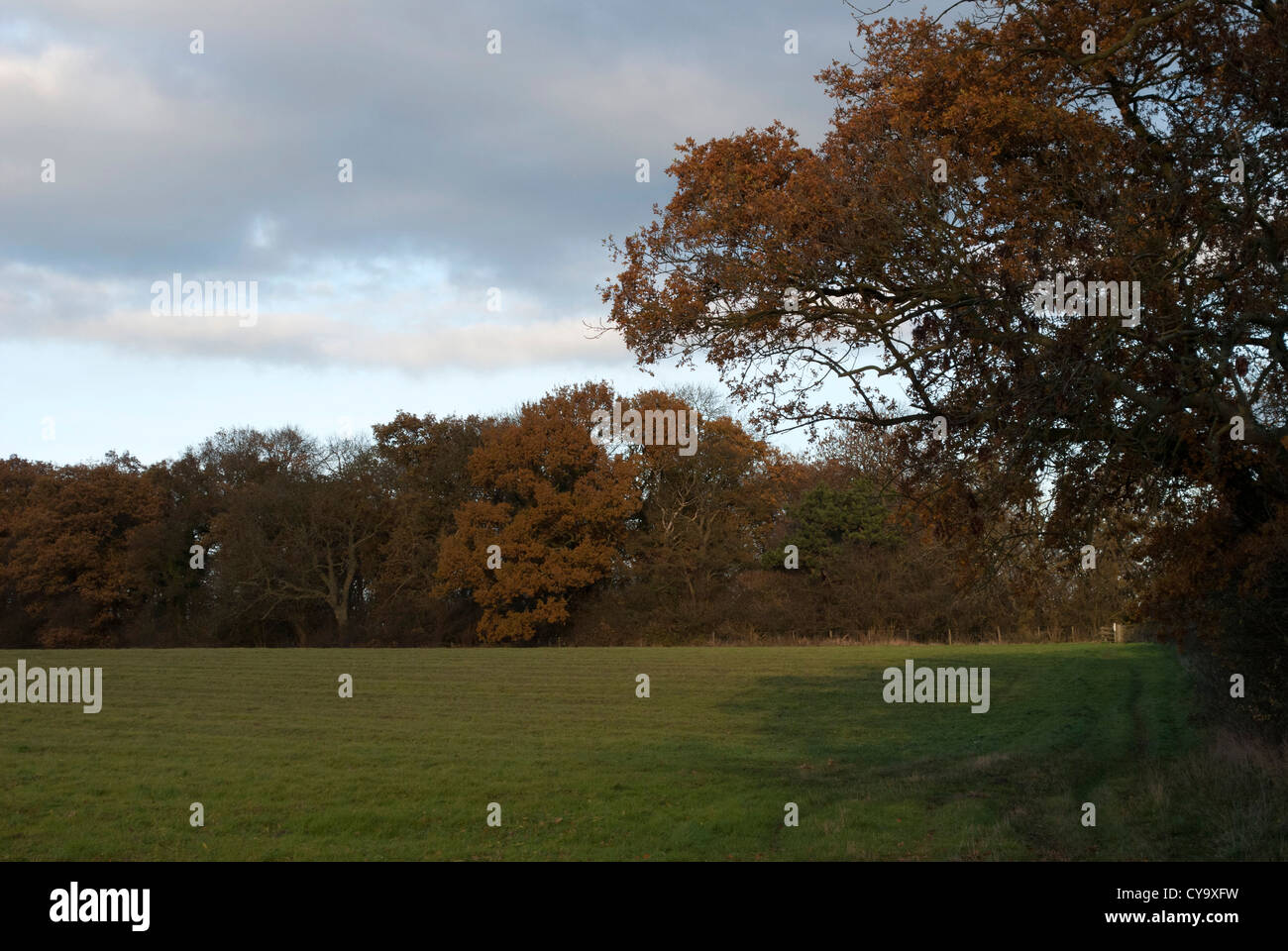 Green field with wood in the distance and oak tree with Autumn foliage ...