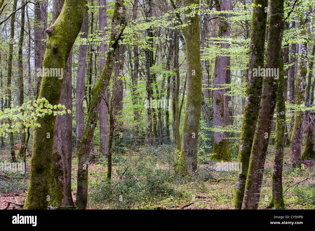 Troncais forest hi-res stock photography and images - Alamy