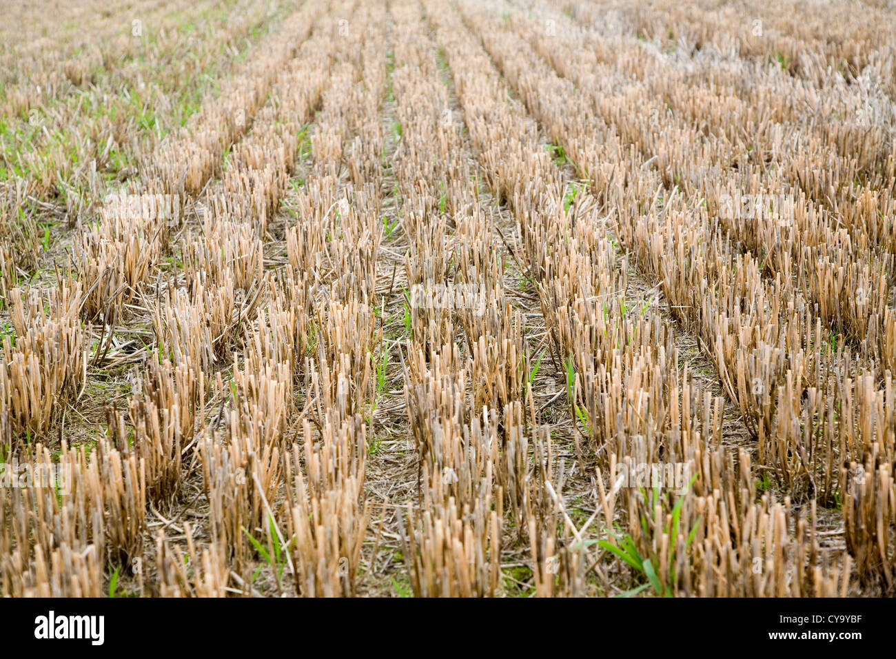 Field straw stubble close-up Stock Photo - Alamy