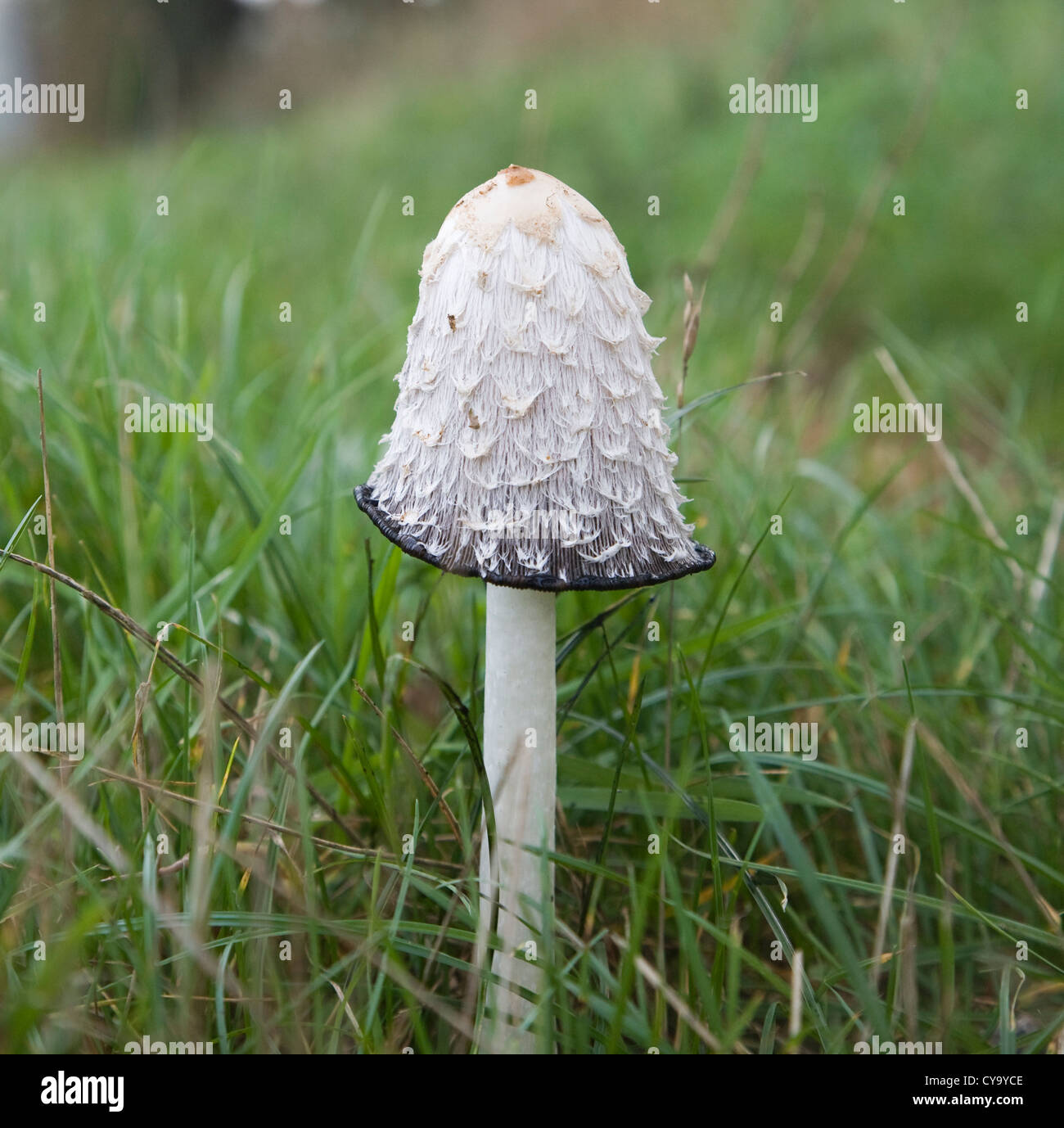 Ink fungus hi-res stock photography and images - Alamy