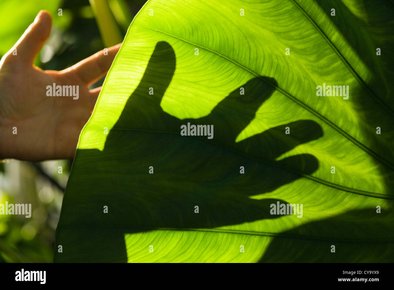 Hand with shadow on leaf, backlit Stock Photo - Alamy