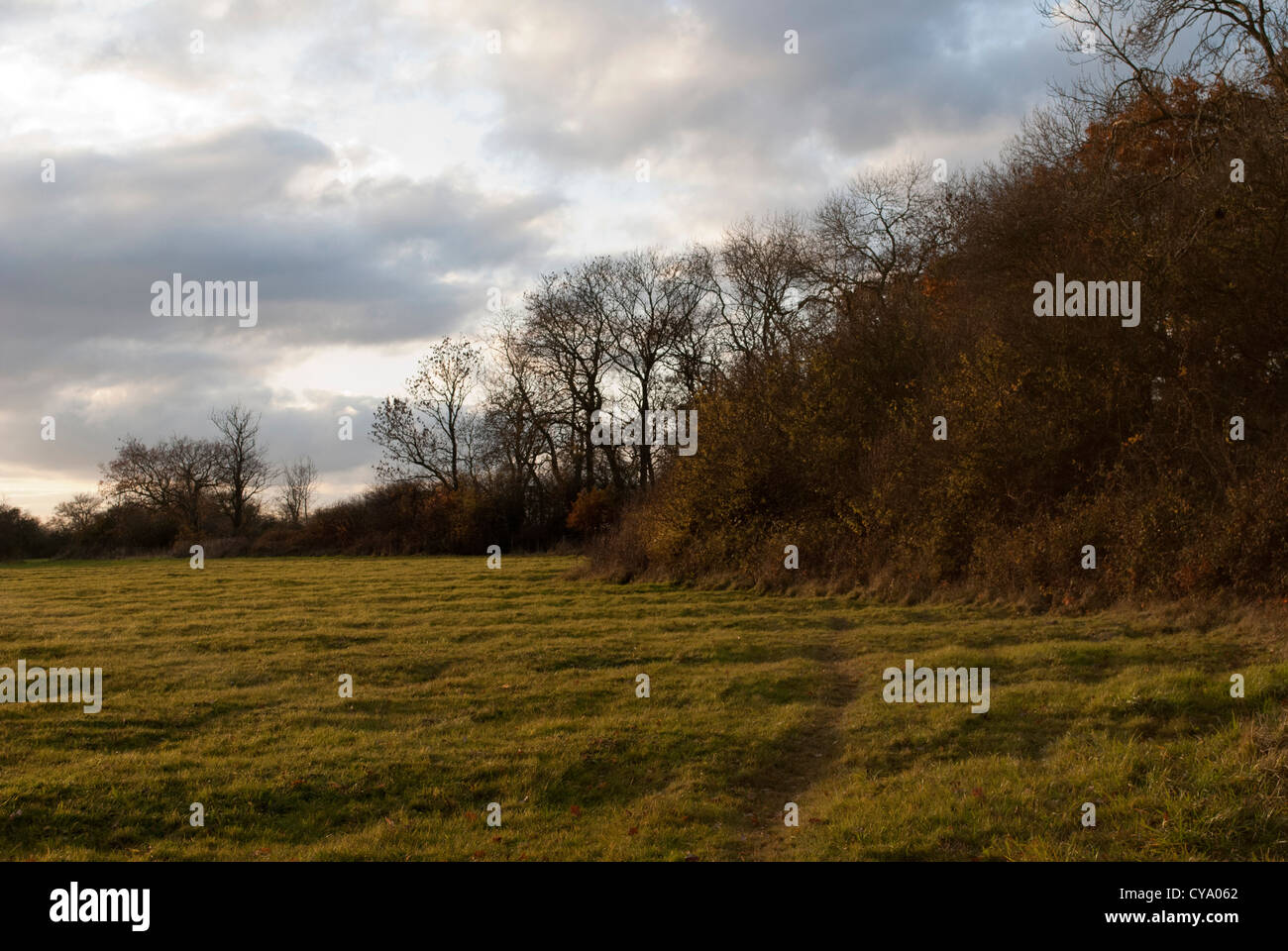 Field of grass with trees with autumn foliage Stock Photo - Alamy